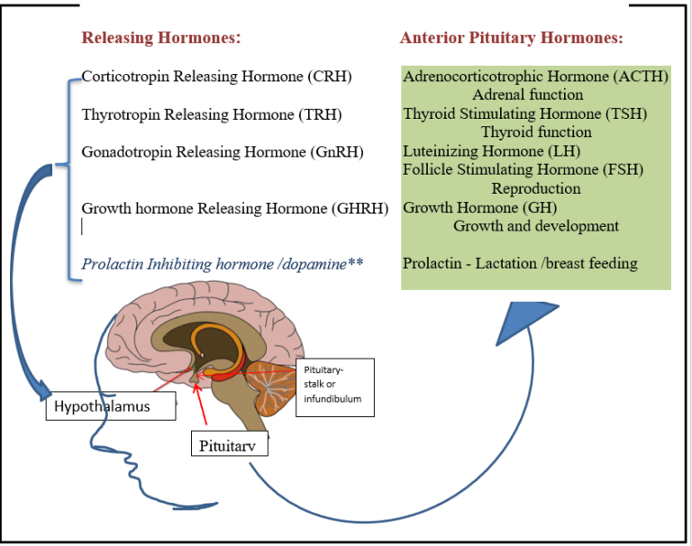 Hypothalamus and Pituitary Gland - WAPO